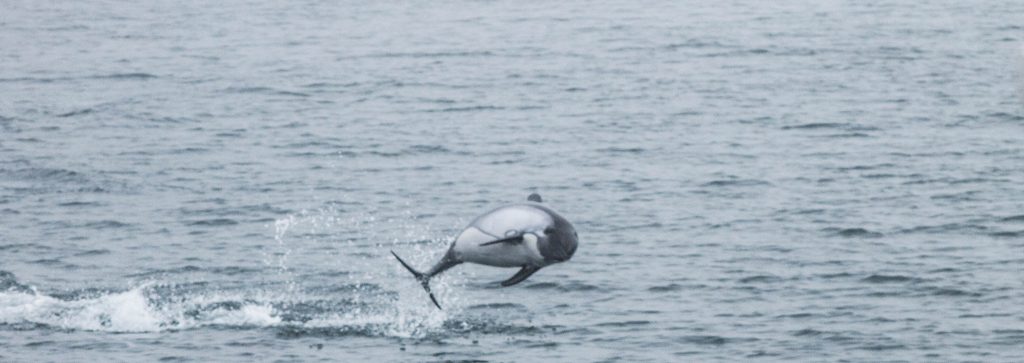 RUTA DEL DELFIN AUSTRAL