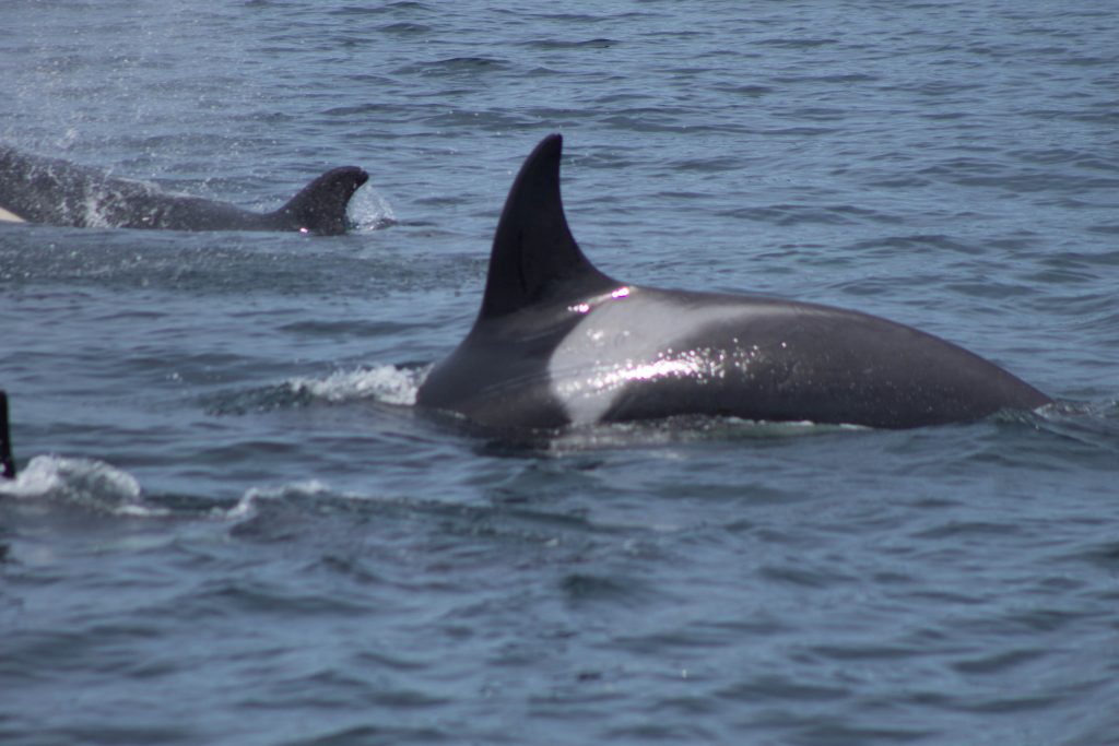 RUTA DEL DELFIN AUSTRAL