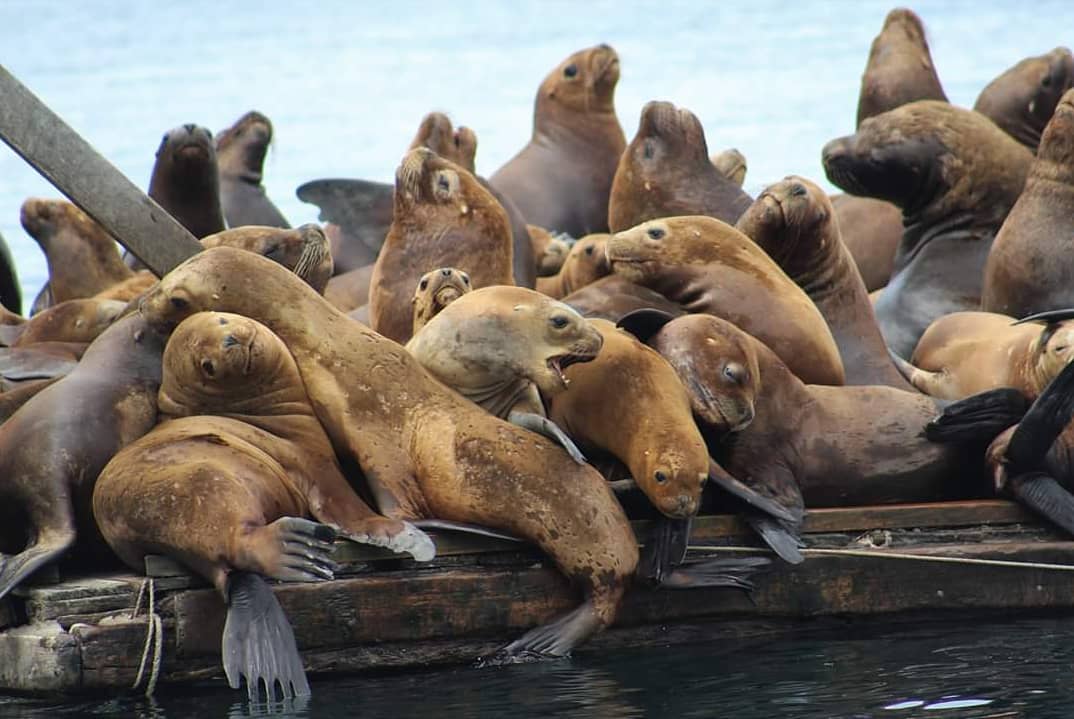 RUTA DEL DELFIN AUSTRAL